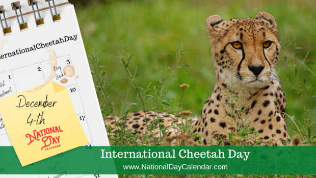 December - National Day Calendar