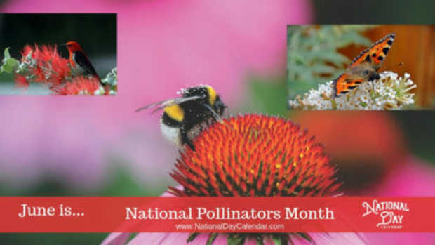 June Month - National Day Calendar