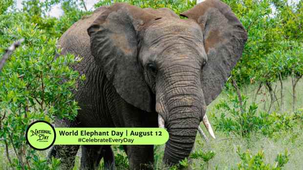 August - National Day Calendar