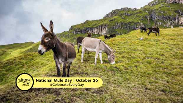 October 26 - National Day Calendar