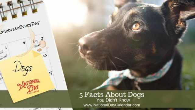 NATIONAL DOG MONTH | August - National Day Calendar