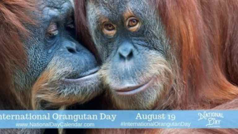 INTERNATIONAL ORANGUTAN DAY - August 19 - National Day Calendar