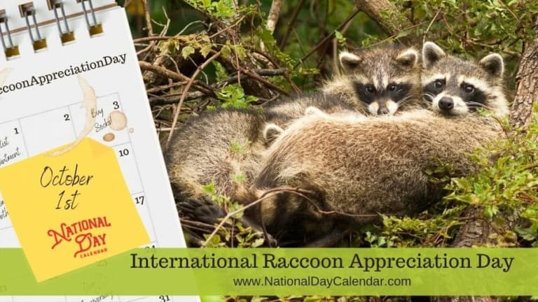 INTERNATIONAL RACCOON APPRECIATION DAY - October 1 - National Day Calendar INTERNATIONAL RACCOON APPRECIATION DAY - October 1 - National Day Calendar