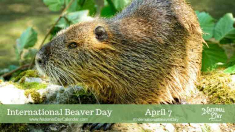 INTERNATIONAL BEAVER DAY - April 7 - National Day Calendar