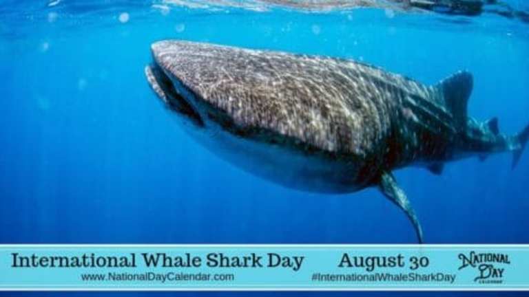 INTERNATIONAL WHALE SHARK DAY - August 30 - National Day Calendar