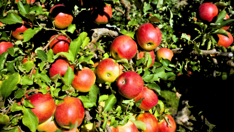 NATIONAL JOHNNY APPLESEED DAY - March 11 - National Day Calendar NATIONAL JOHNNY APPLESEED DAY - March 11 - National Day Calendar