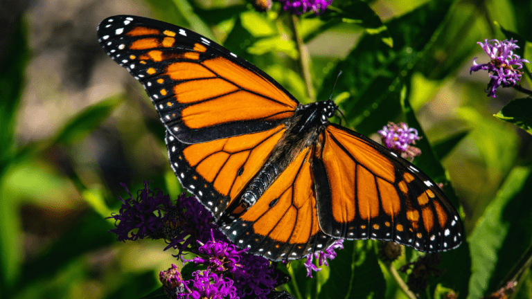 NATIONAL LEARN ABOUT BUTTERFLIES DAY - March 14 - National Day Calendar