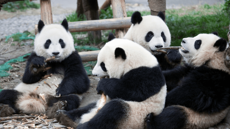 NATIONAL PANDA DAY - March 16 - National Day Calendar