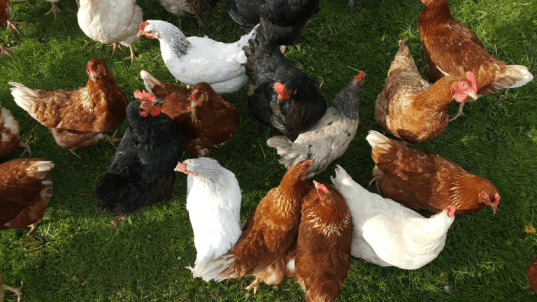 National Poultry Day - March 19, 2023 - National Day Calendar