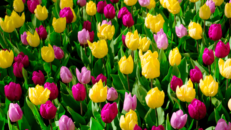 Spring Begins - March 19, 2024 - National Day Calendar