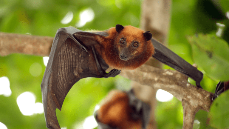 INTERNATIONAL BAT APPRECIATION DAY - April 17 - National Day Calendar