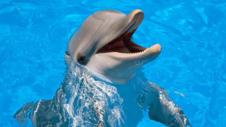 NATIONAL DOLPHIN DAY - April 14 - National Day Calendar