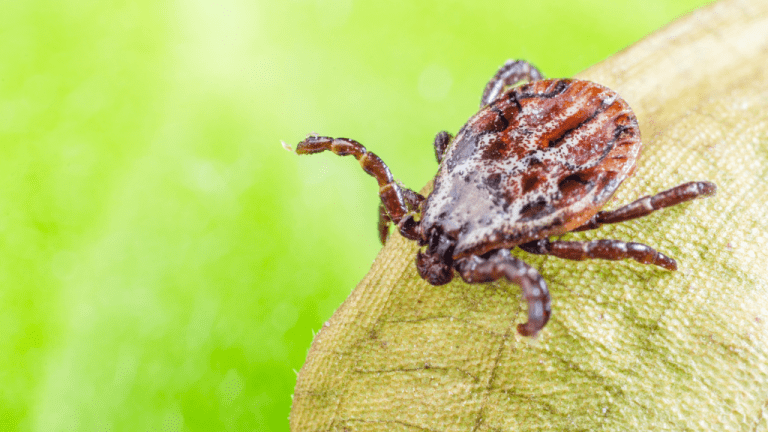 National Lyme Disease Awareness Month - May - National Day Calendar