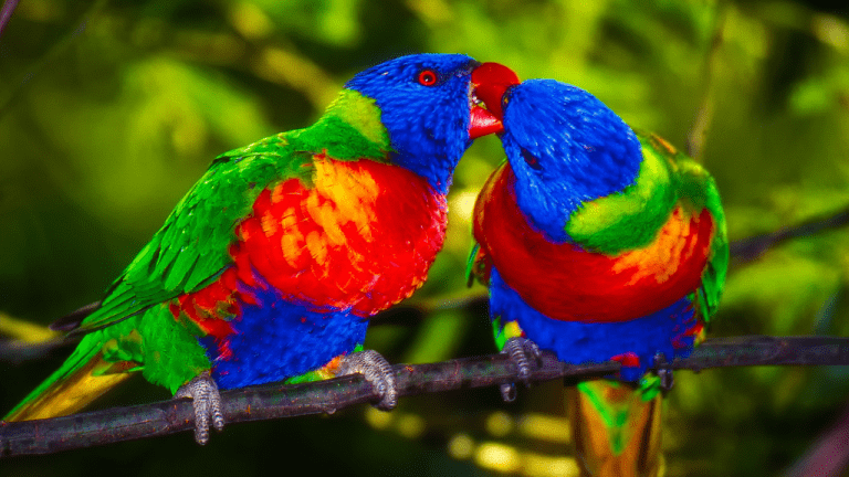 WORLD PARROT DAY - May 31 - National Day Calendar