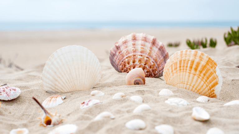 NATIONAL SEASHELL DAY | First Day of Summer - National Day Calendar
