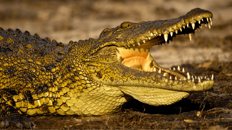 WORLD CROC DAY | June 17 - National Day Calendar