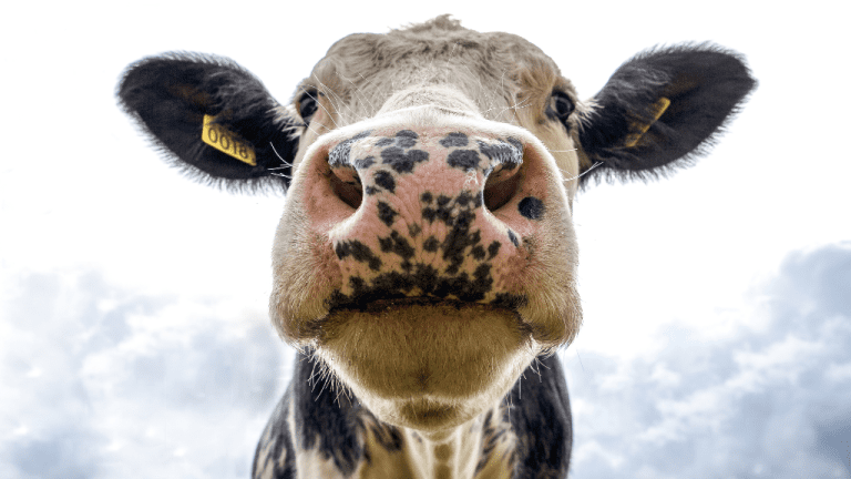 COW APPRECIATION DAY | Second Tuesday in July - National Day Calendar