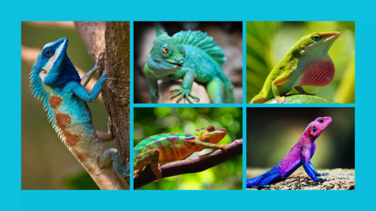 WORLD LIZARD DAY | August 14 - National Day Calendar