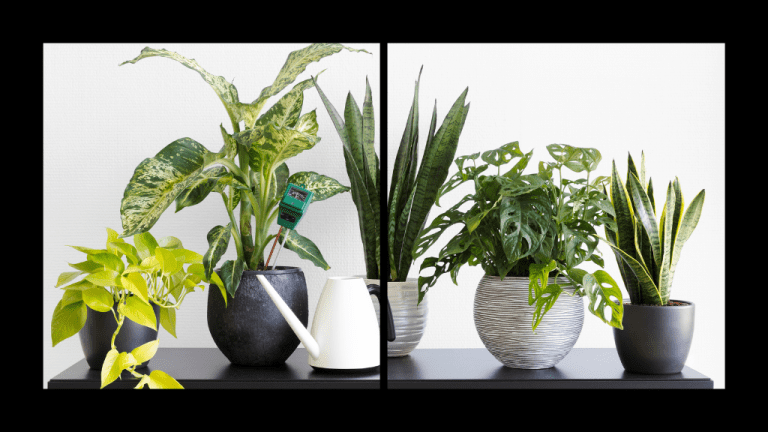 NATIONAL INDOOR PLANT WEEK | Third Week in September - National Day ...