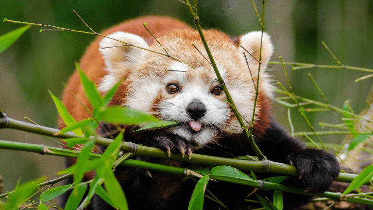 INTERNATIONAL RED PANDA DAY | Third Saturday in September - National ...