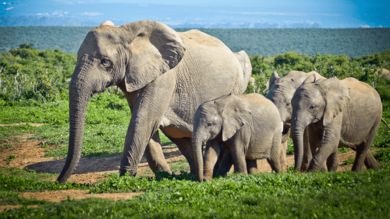 NATIONAL ELEPHANT APPRECIATION DAY | September 22 - National Day Calendar