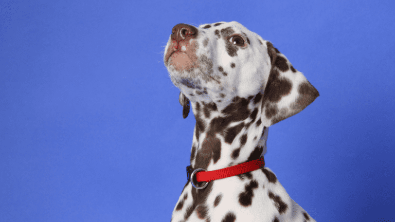 NATIONAL FIRE PUP DAY | October 1 - National Day Calendar