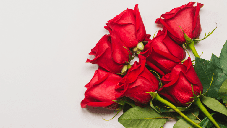 National rose day store