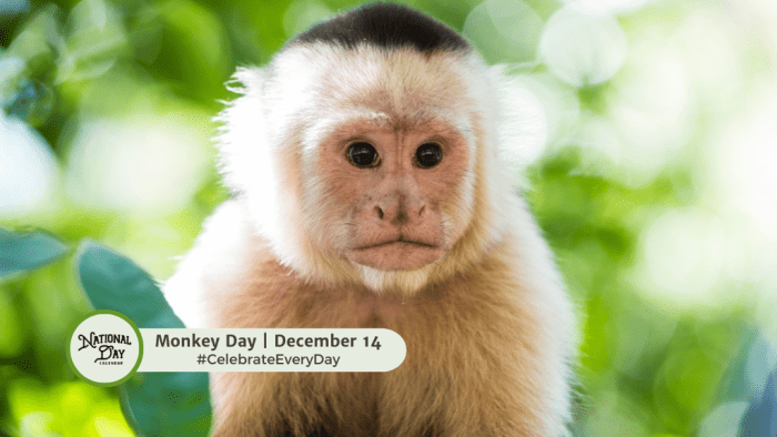 DECEMBER 14, 2023 | MONKEY DAY | NATIONAL BOUILLABAISSE DAY | NATIONAL ...