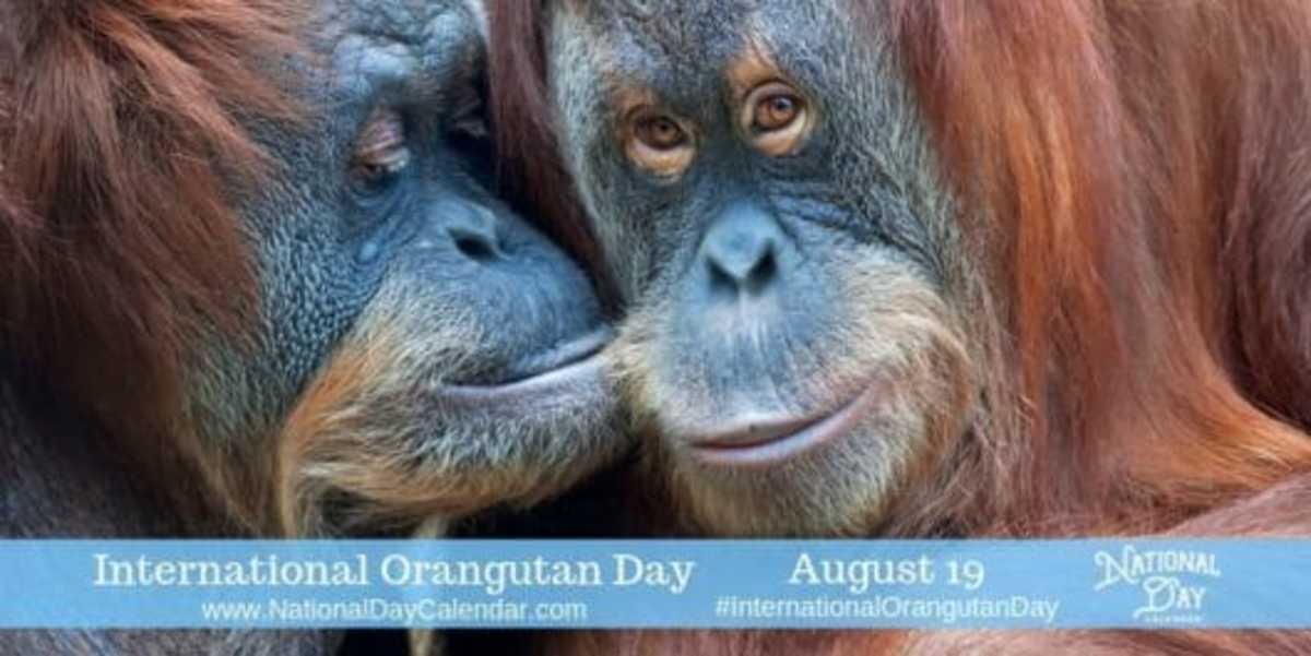INTERNATIONAL ORANGUTAN DAY - August 19 - National Day Calendar