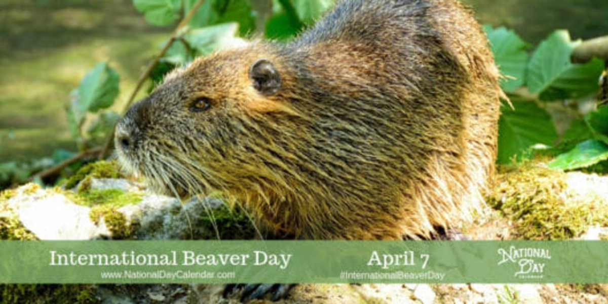 INTERNATIONAL BEAVER DAY - April 7 - National Day Calendar