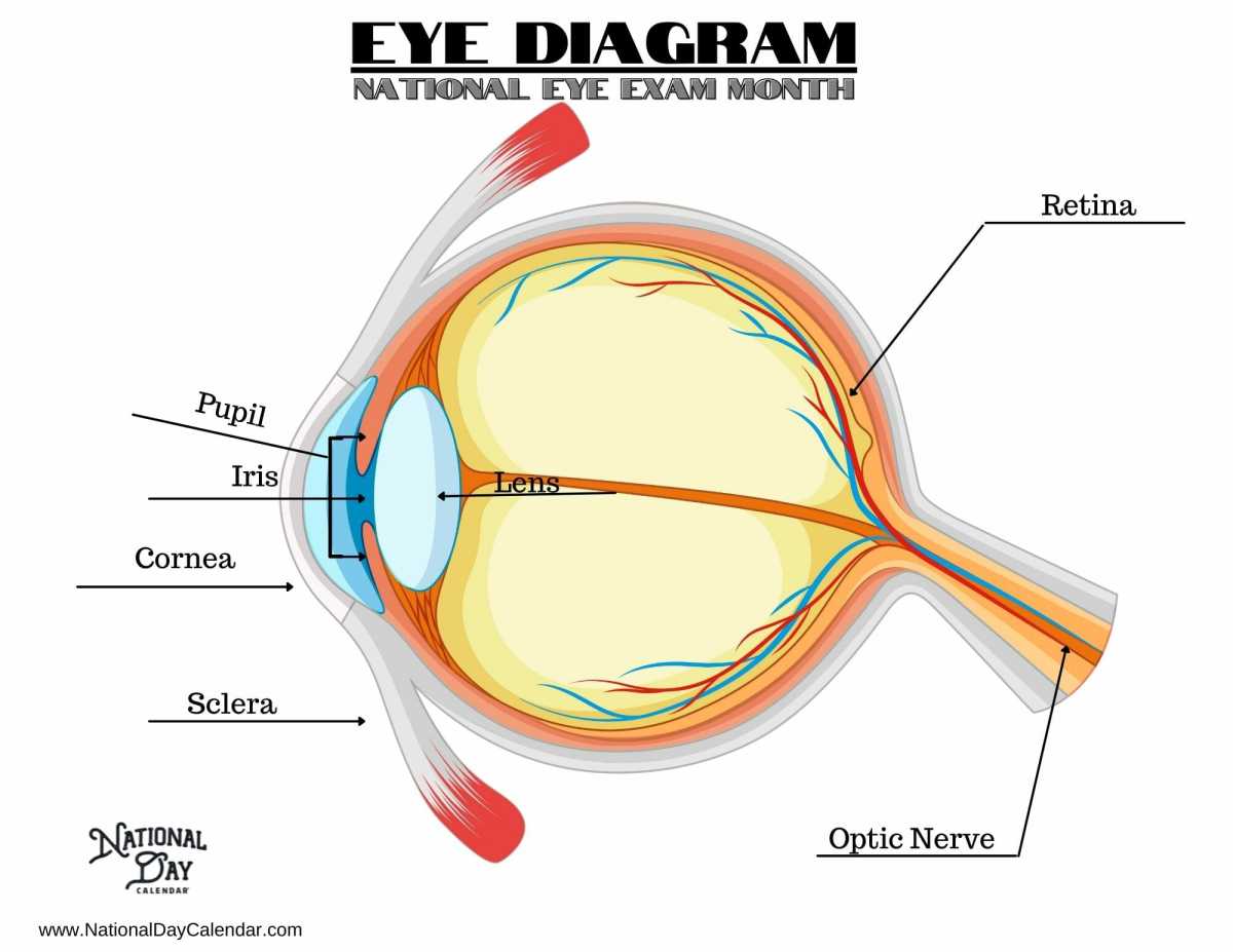 Anantomy Diagram Blank Eye Anatomy Of The Eye American Association
