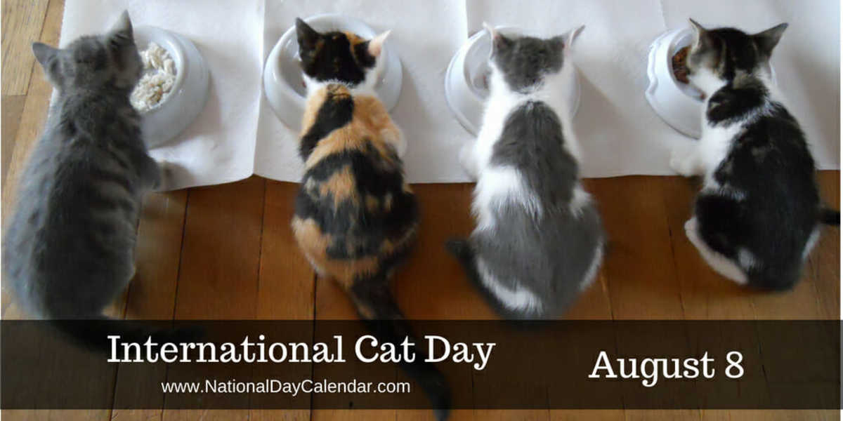 INTERNATIONAL CAT DAY - August 8 - National Day Calendar