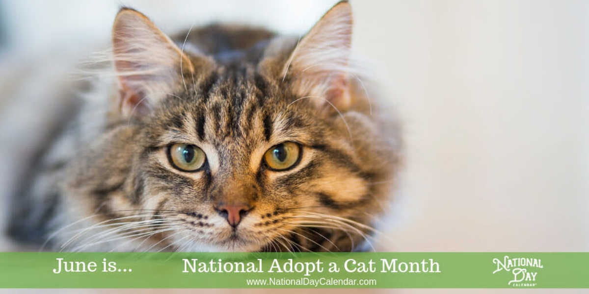 National Adopt a Cat Month - June - National Day Calendar National Adopt a Cat Month - June - National Day Calendar
