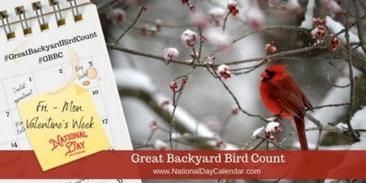GREAT BACKYARD BIRD COUNT - Begins Friday the Week or Weekend of ...