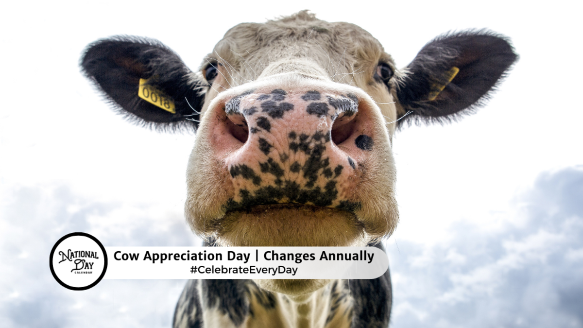 COW APPRECIATION DAY | Second Tuesday in July - National Day Calendar