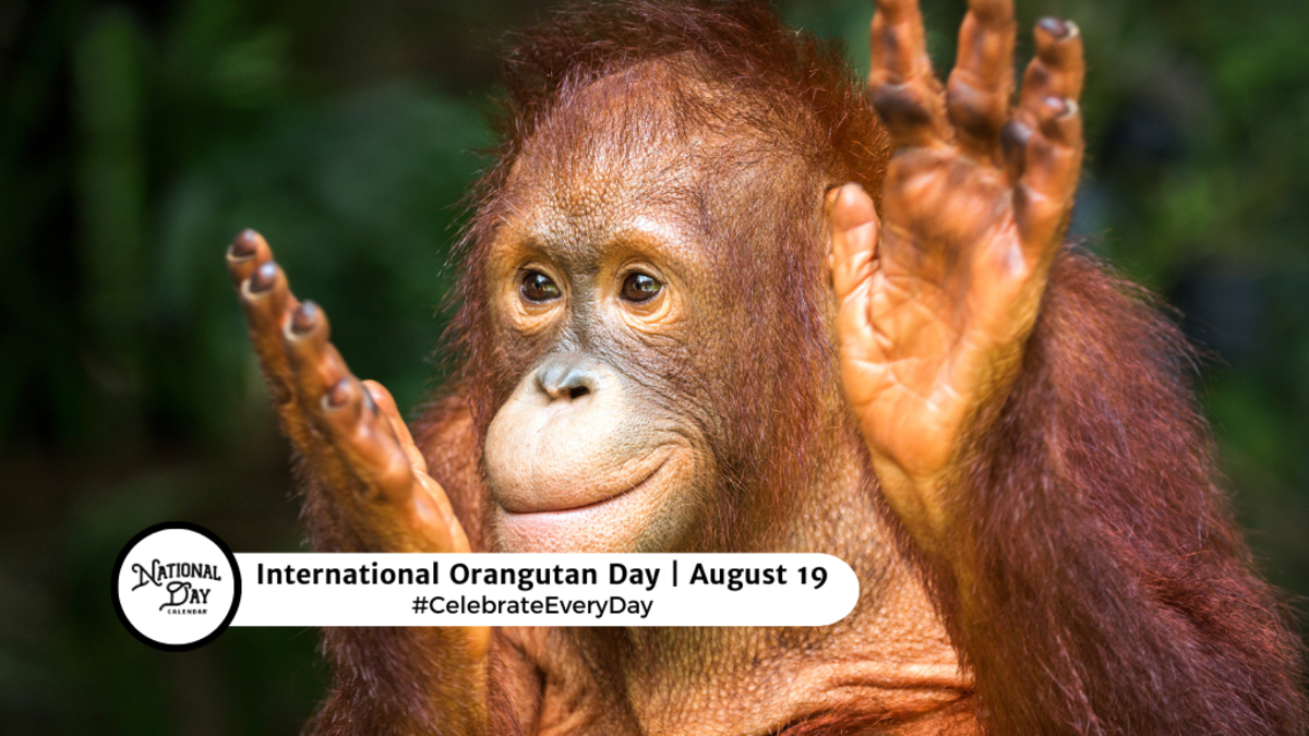 INTERNATIONAL ORANGUTAN DAY | August 19 - National Day Calendar