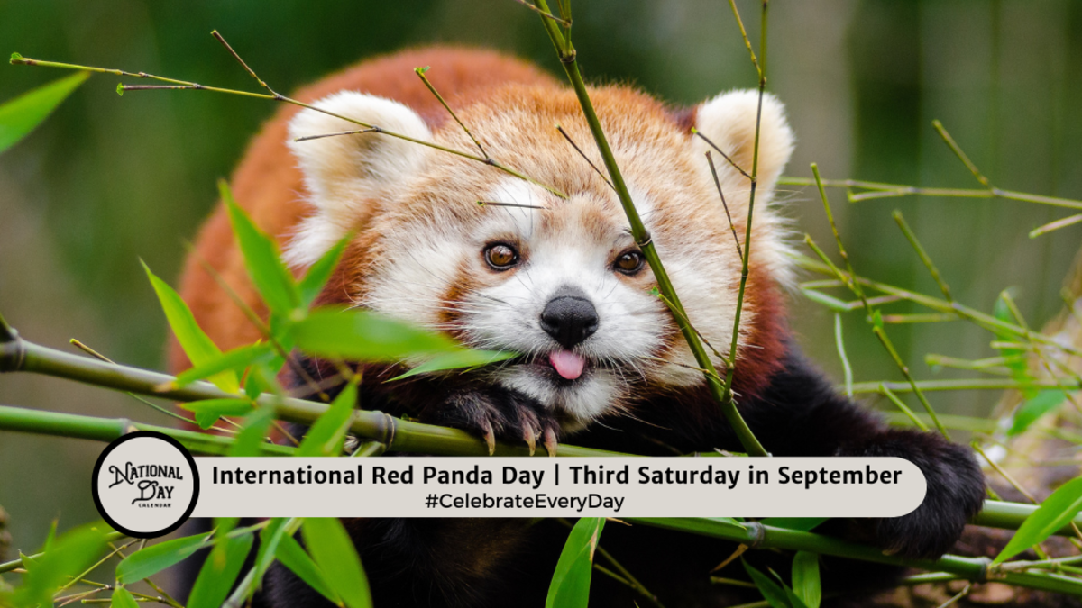 INTERNATIONAL RED PANDA DAY | Third Saturday in September - National ...