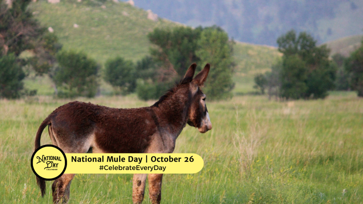NATIONAL MULE DAY | October 26 - National Day Calendar