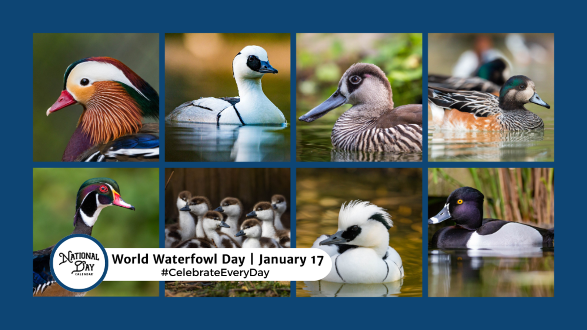 JANUARY 17, 2025 | WORLD WATERFOWL DAY | NATIONAL CLASSY DAY | POPEYE ...