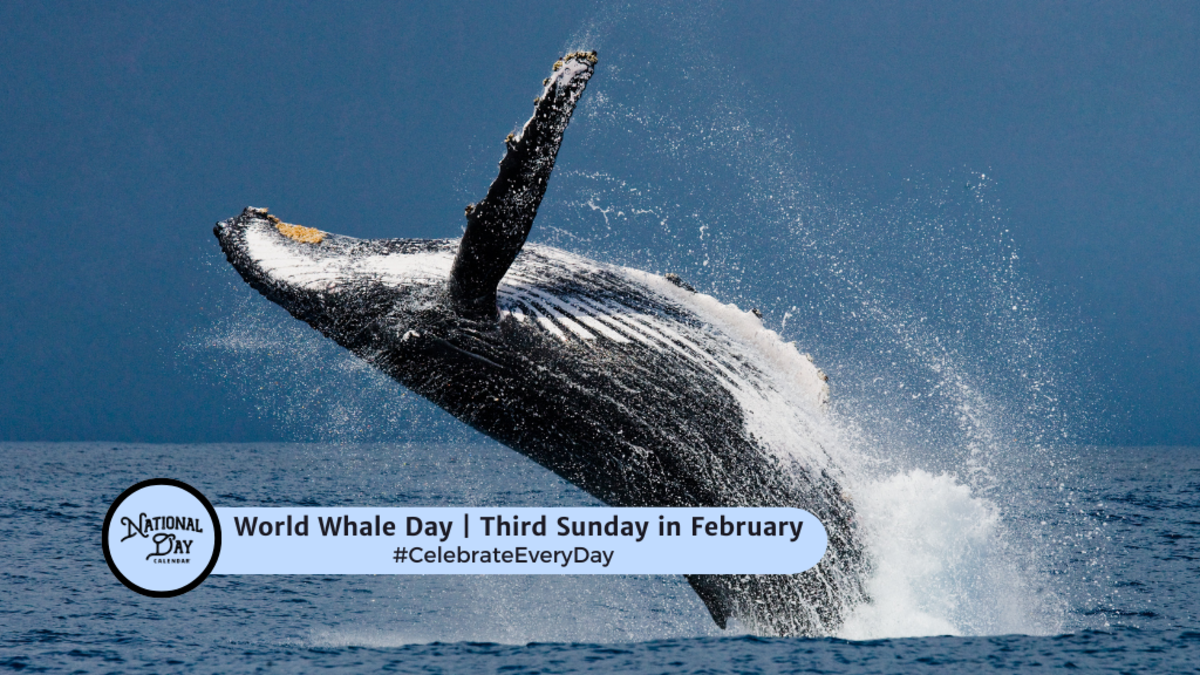 WORLD WHALE DAY | Third Sunday in February - National Day Calendar